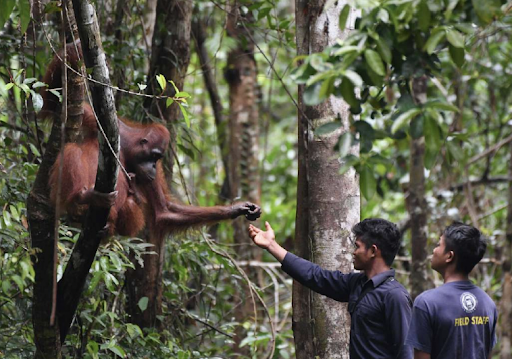 Supporting the Rimba Raya Project | Moventi