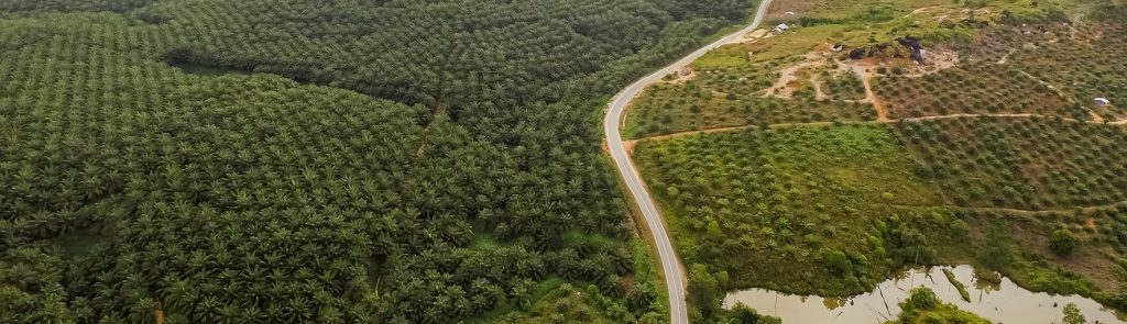 Supporting the Rimba Raya Project | Moventi