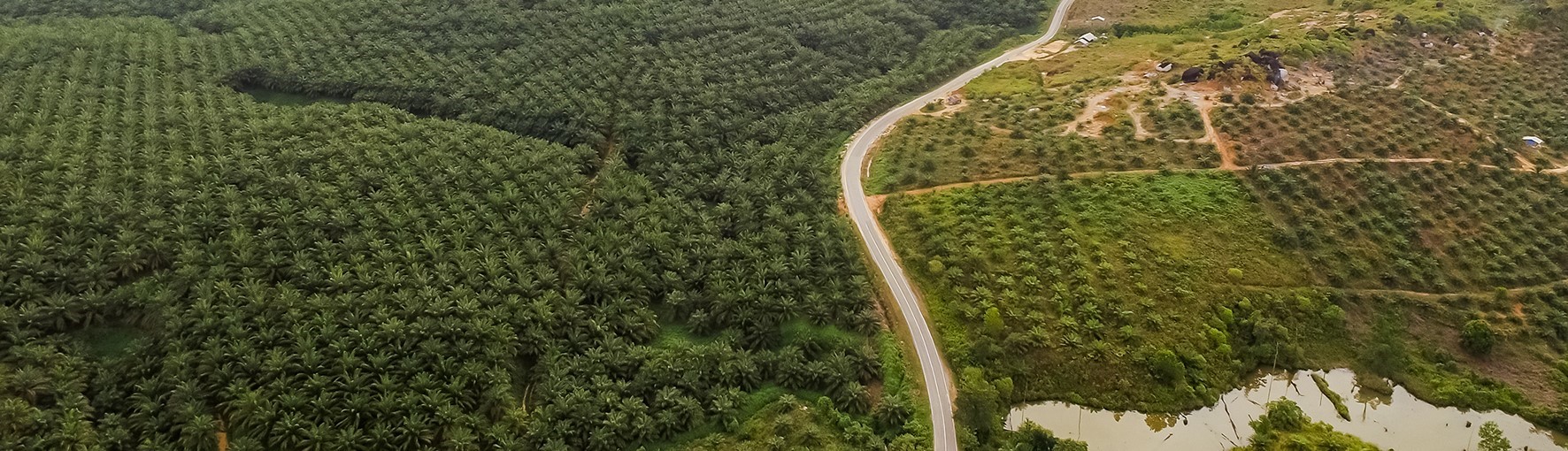 Supporting the Rimba Raya Project | Moventi